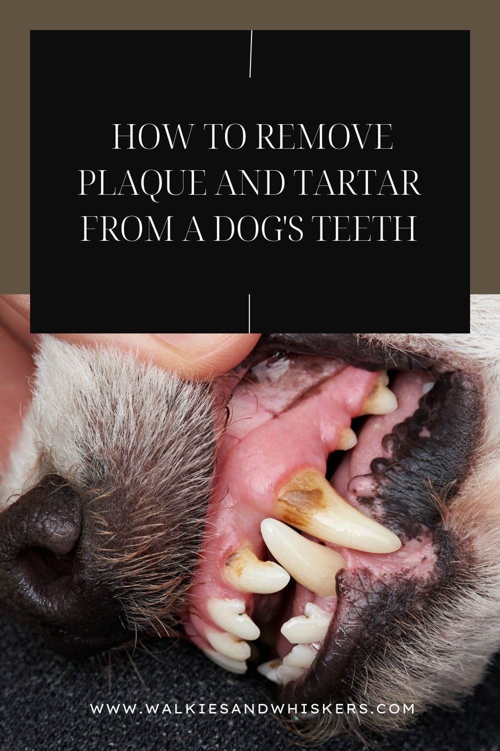 How to Remove Plaque and Tartar from a Dog's Teeth - Walkies and Whiskers