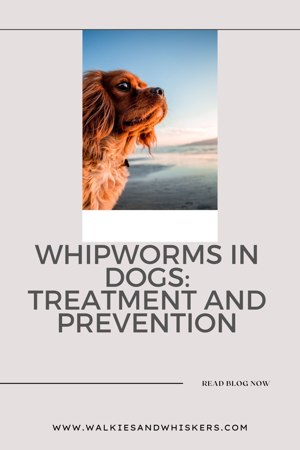 How Do You Treat Whipworms In Dogs