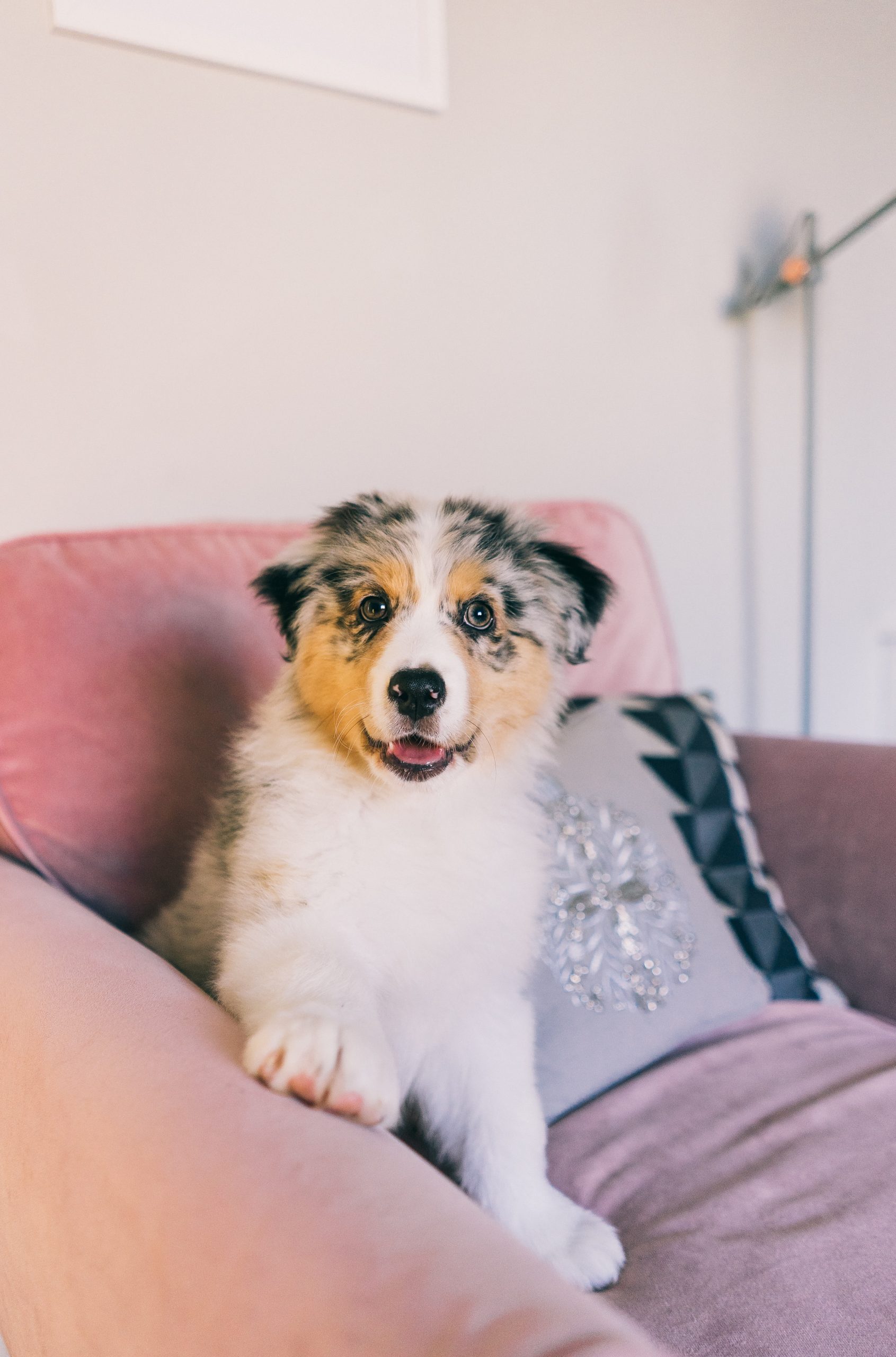 Are Australian Shepherds Good with Cats? - Walkies and Whiskers