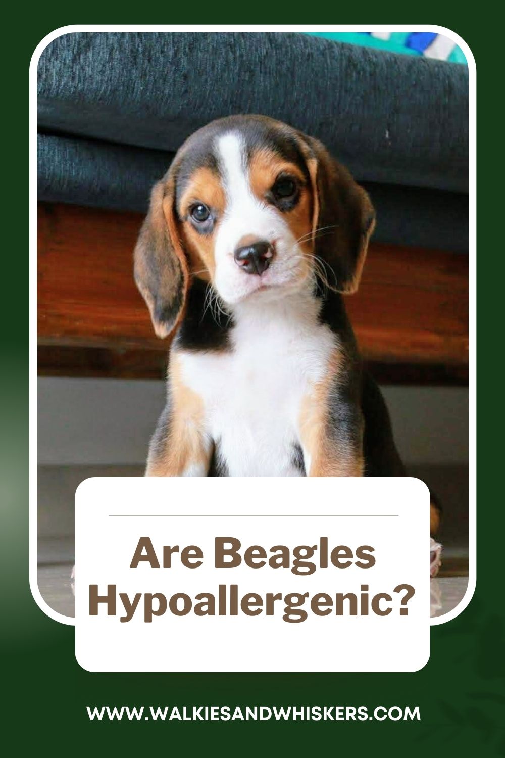 Are Beagles Hypoallergenic? - Walkies and Whiskers
