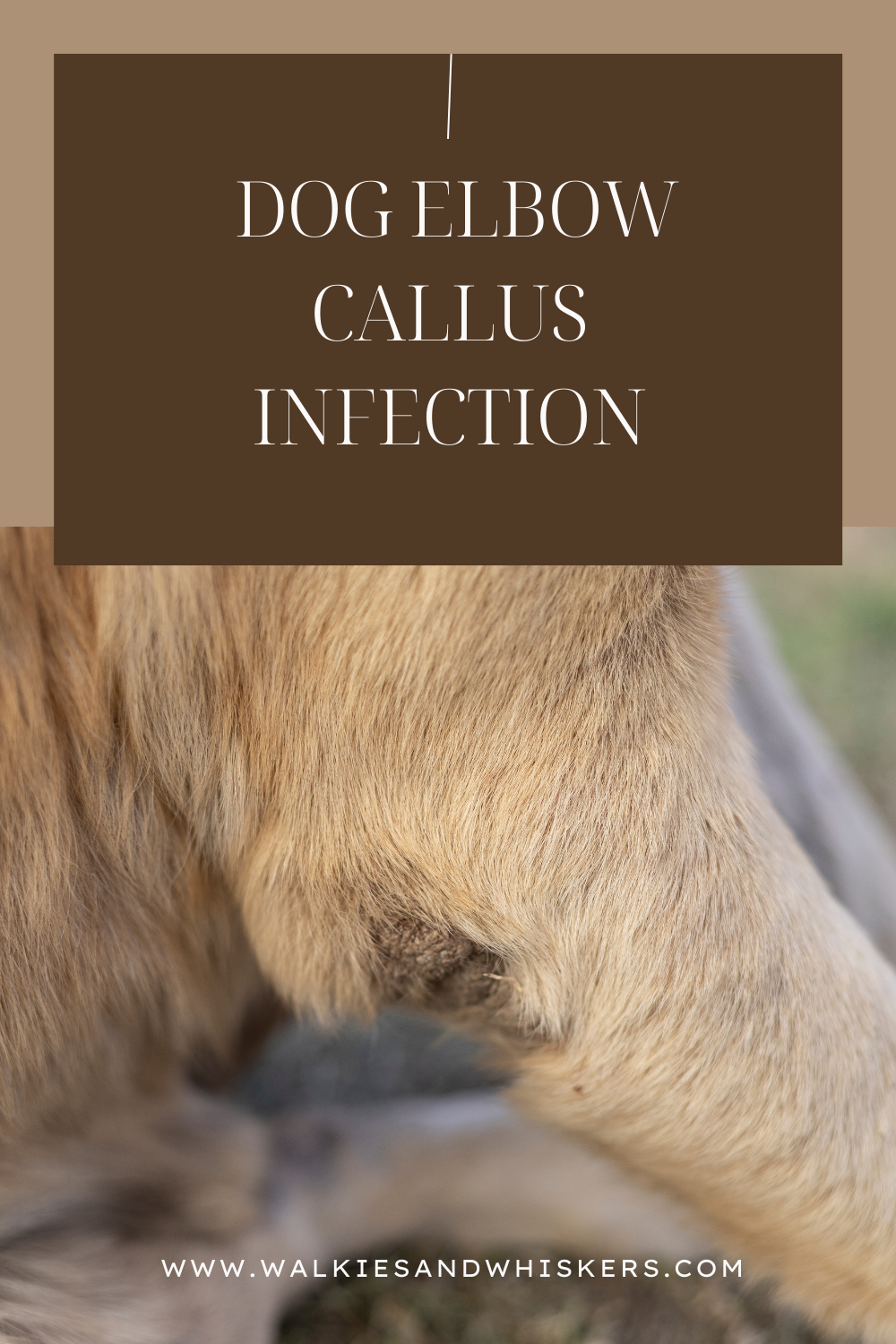 Dog Elbow Callus Infection - Walkies and Whiskers