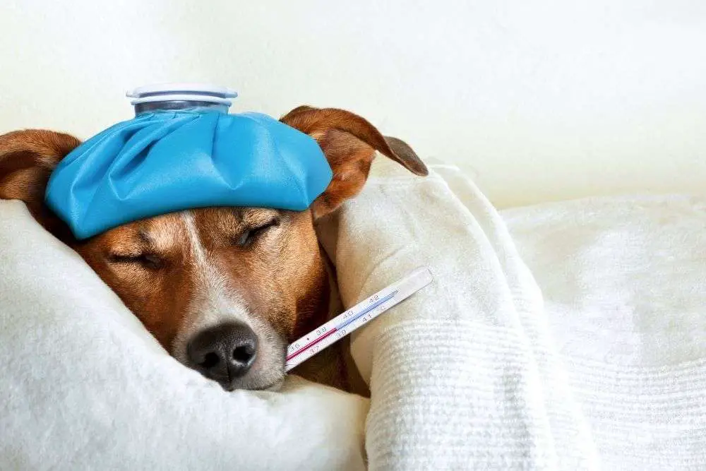 Dog Sounds Congested - What to Do? - Walkies and Whiskers