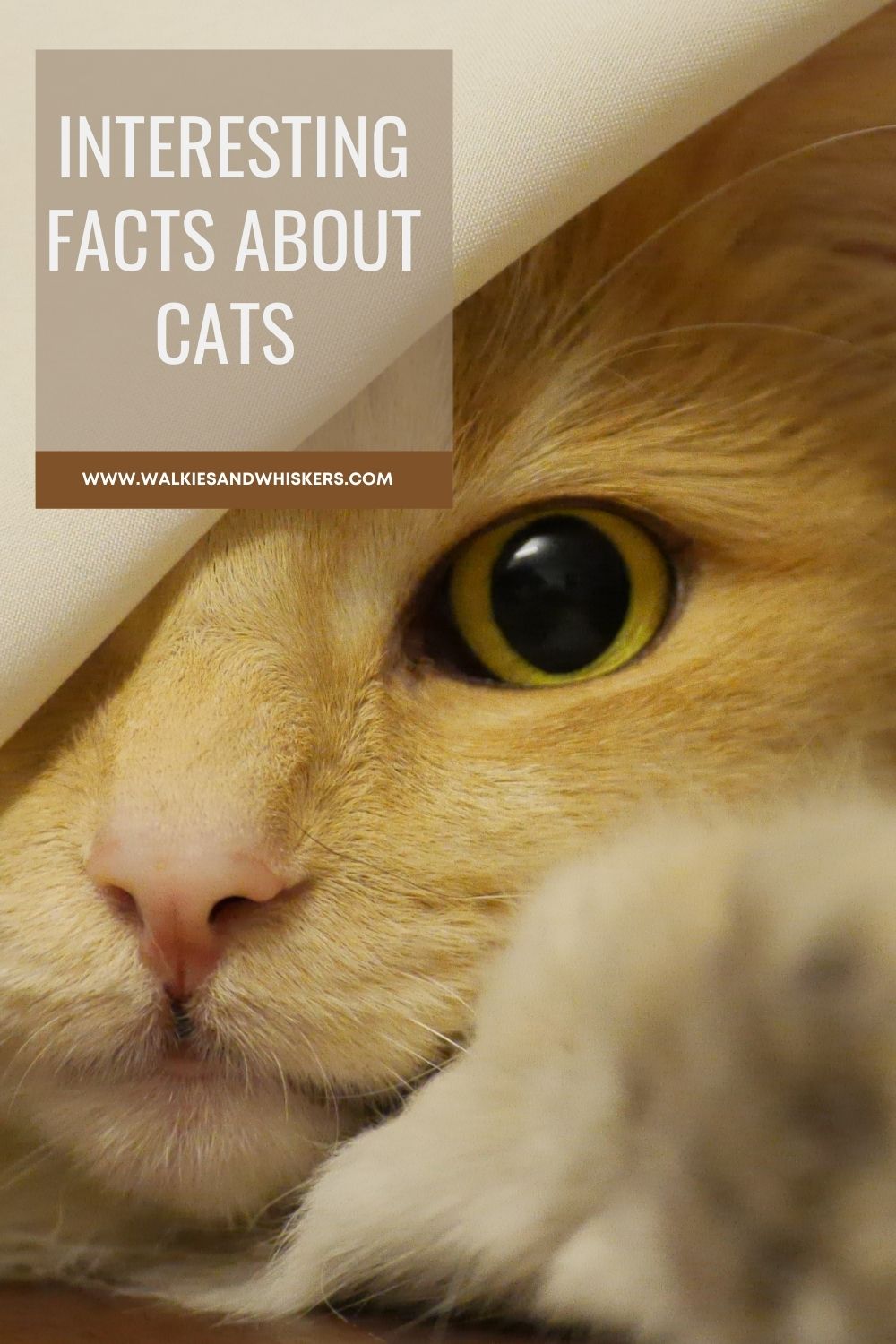 Interesting Facts About Cats - Walkies and Whiskers