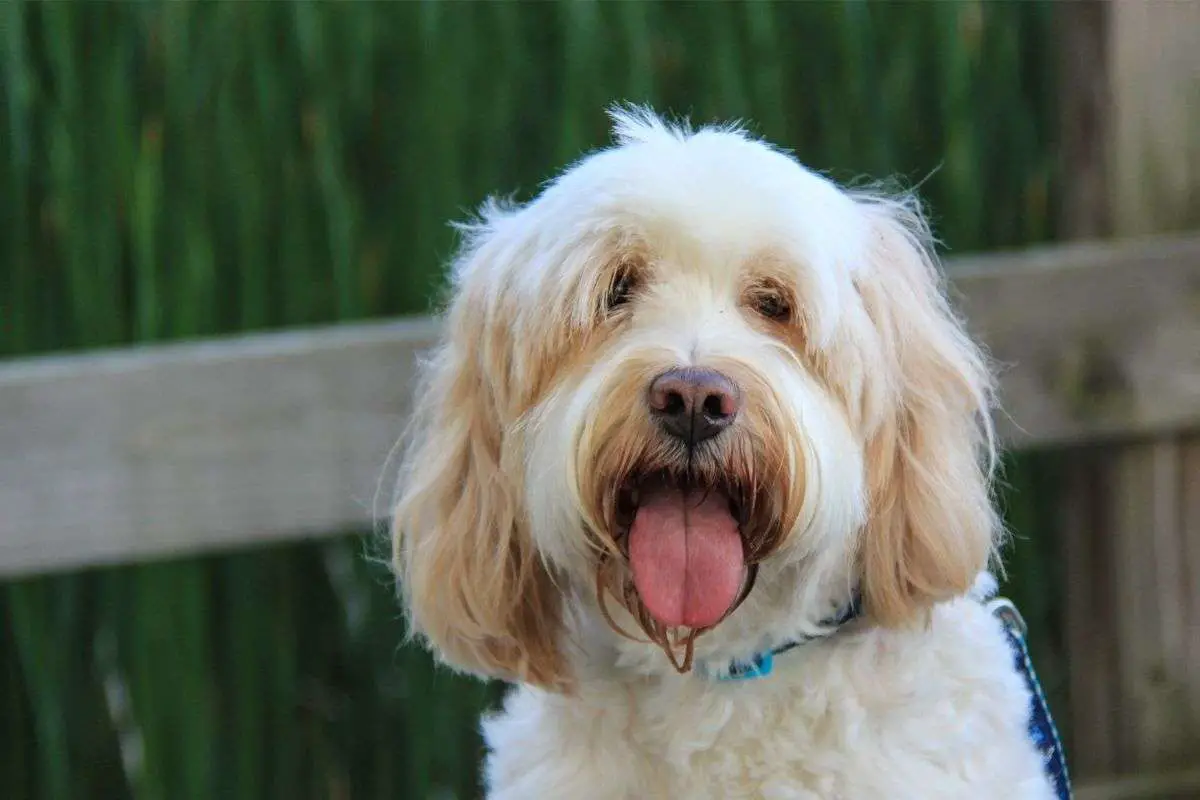 Why Is My Dog Panting? - Walkies and Whiskers