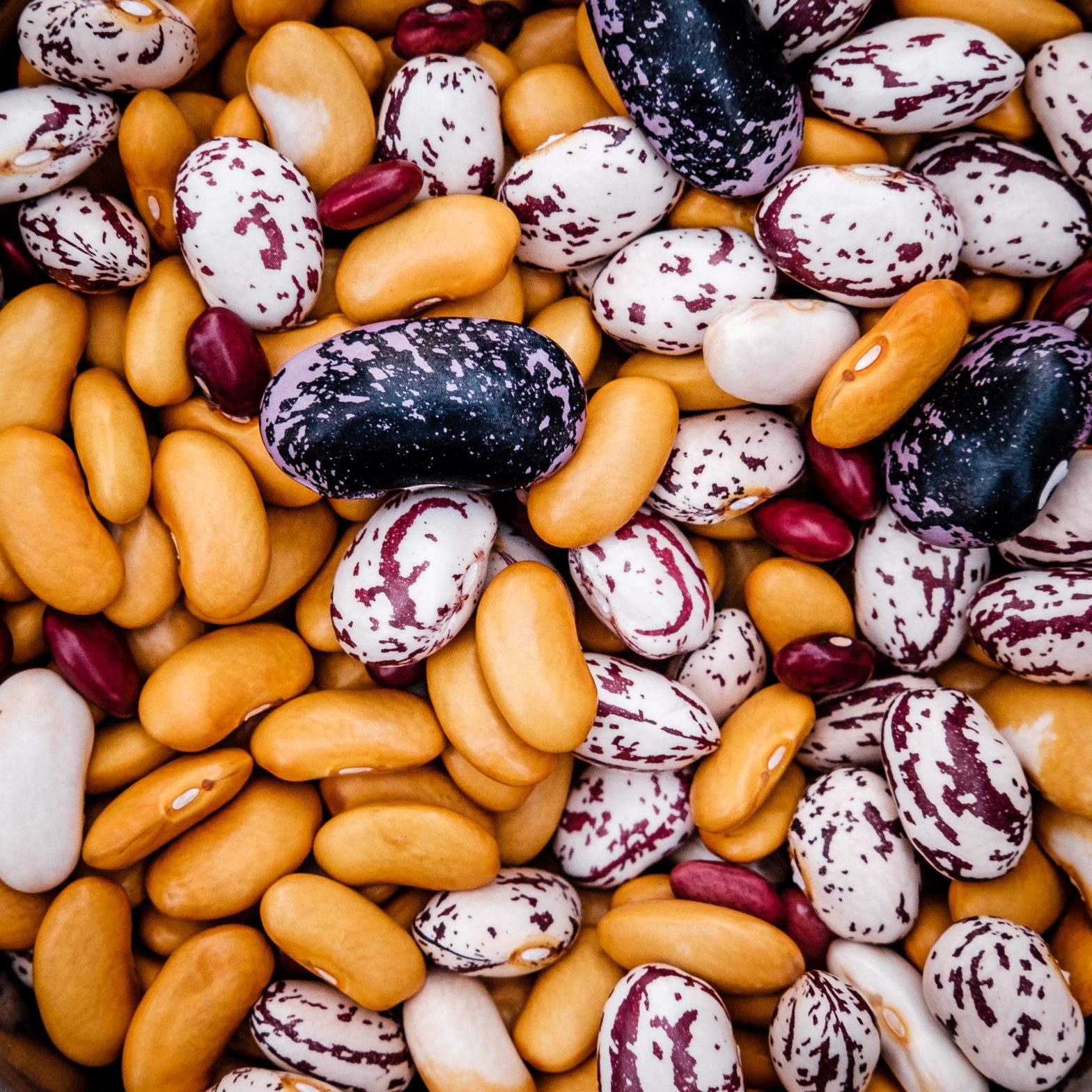Can Cats Eat Beans? - Walkies and Whiskers