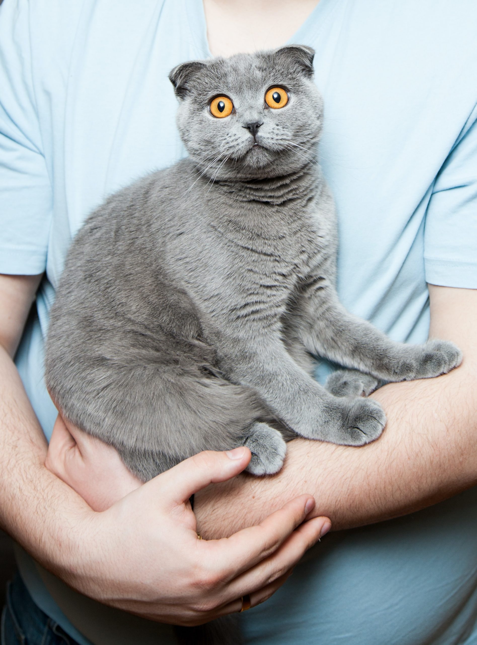 Cat Swollen Lip: Why Does My Cat Have a Swollen Lip?