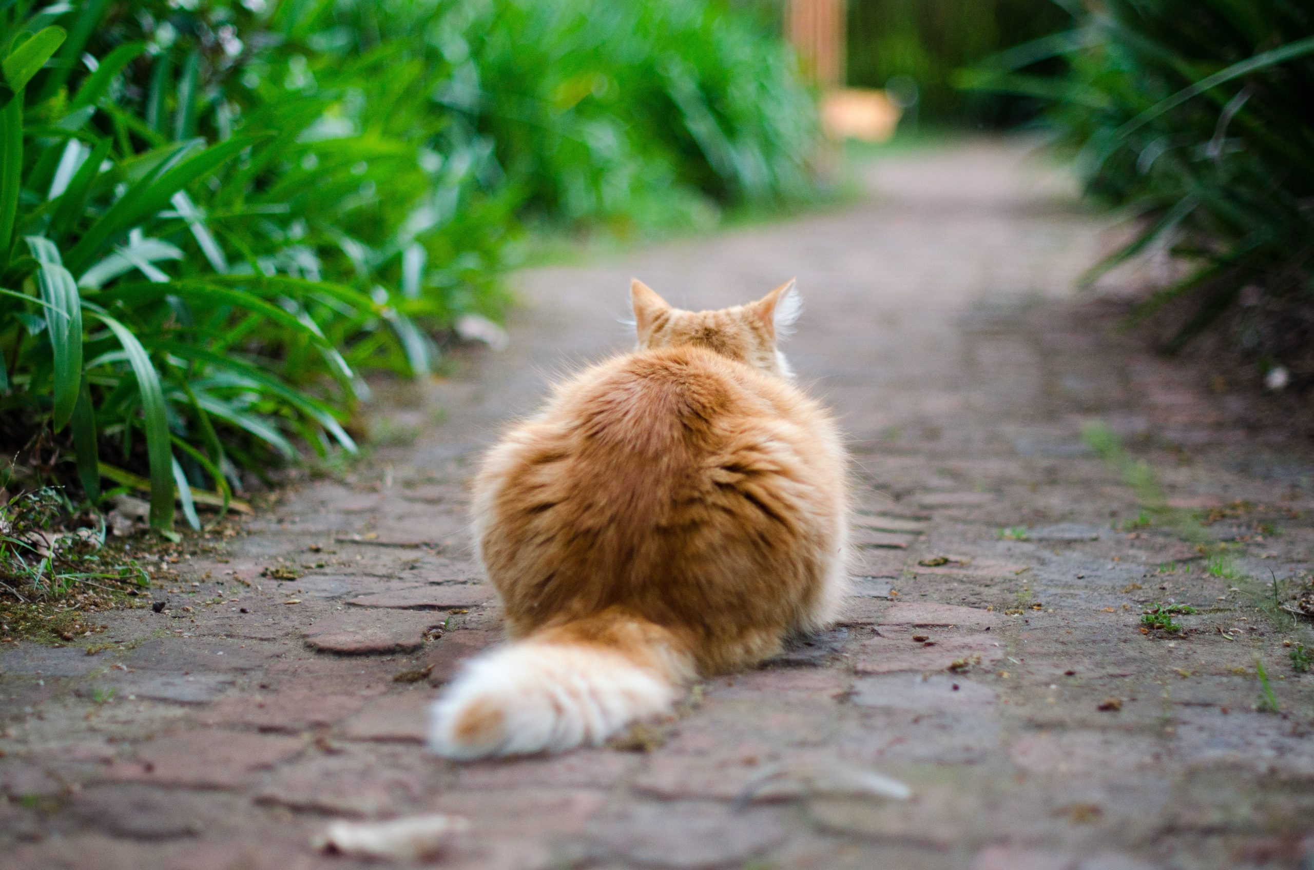 Poop Stuck Halfway Out of Cat: Causes, Treatments, and More