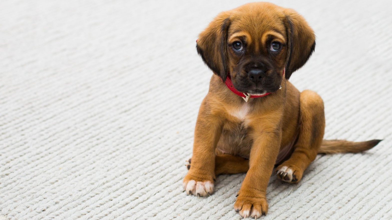 What Does my Dog's Sitting Position Mean? Your Complete Guide