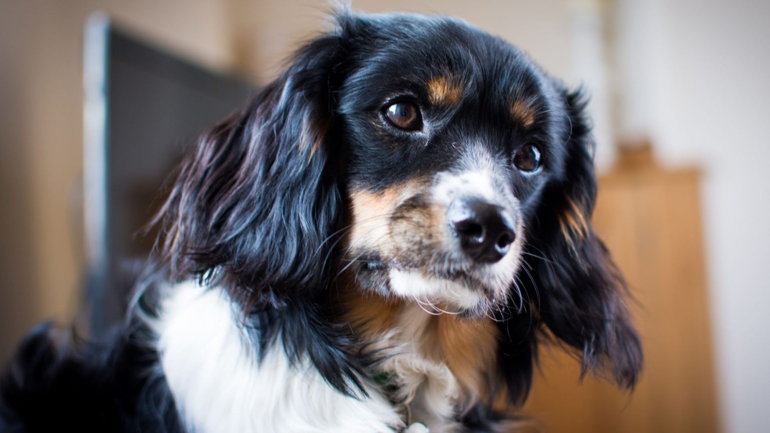 Why is my Female Dog's Private Area Swollen? - ANSWERED