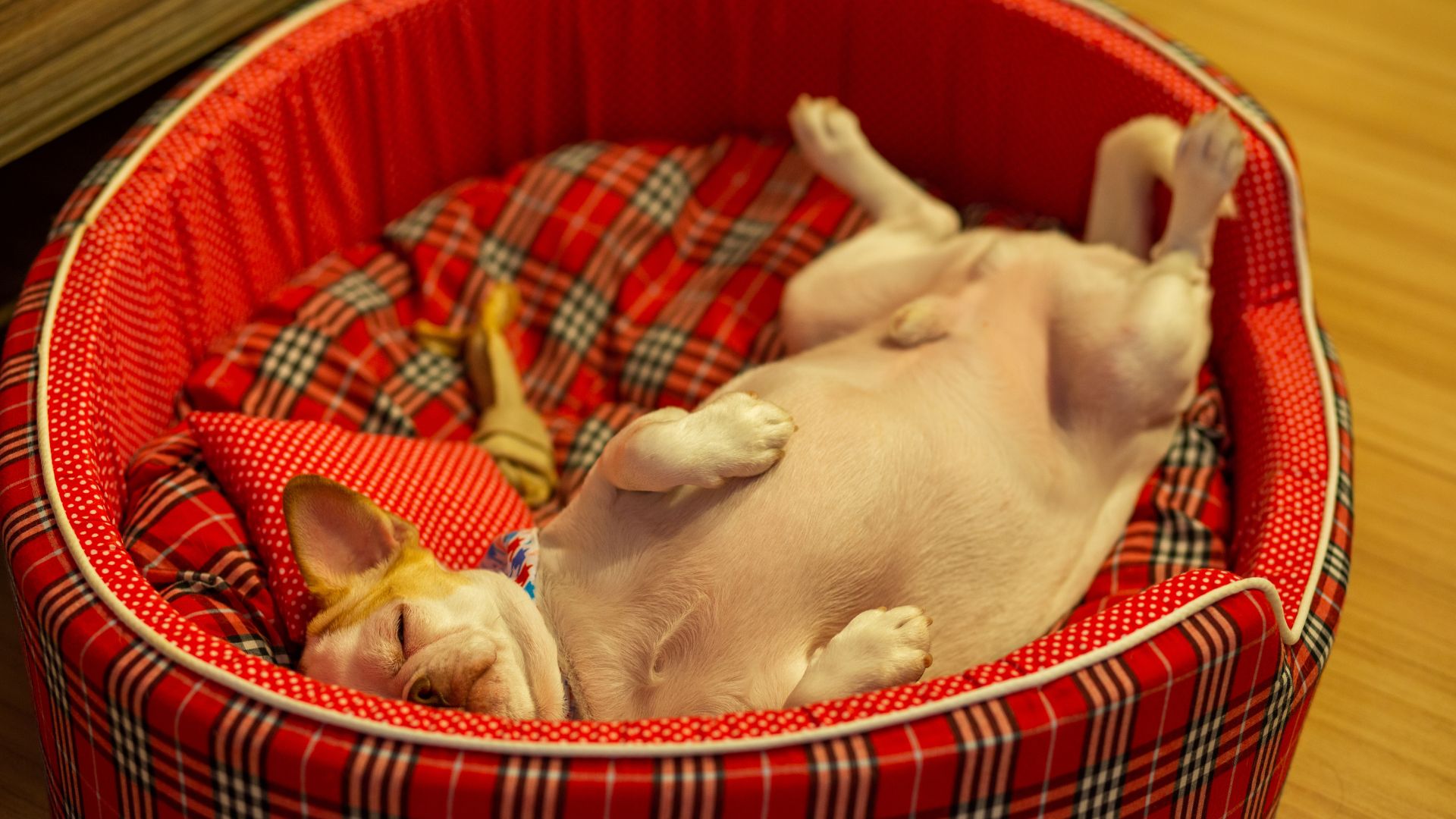 What Does my Dog's Sitting Position Mean? Your Complete Guide