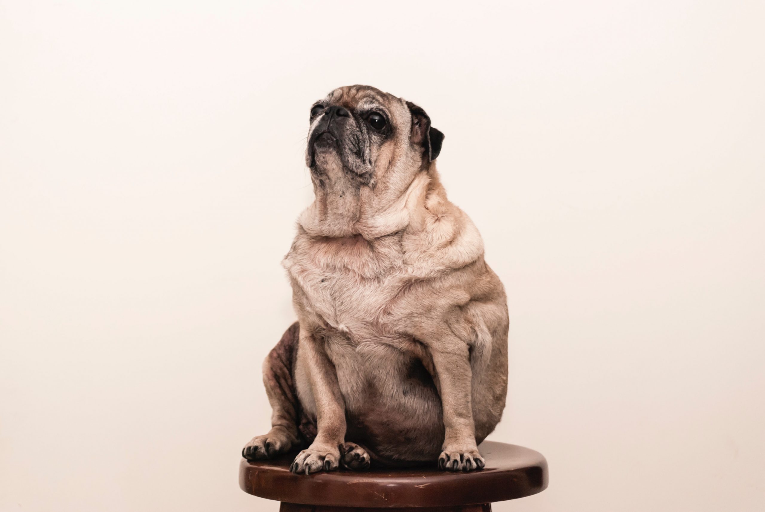 What Does my Dog's Sitting Position Mean? Your Complete Guide