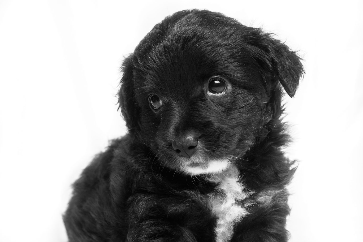 How Long Is 3 Months In A Dog s Life Your Guide To Your Dog s Age