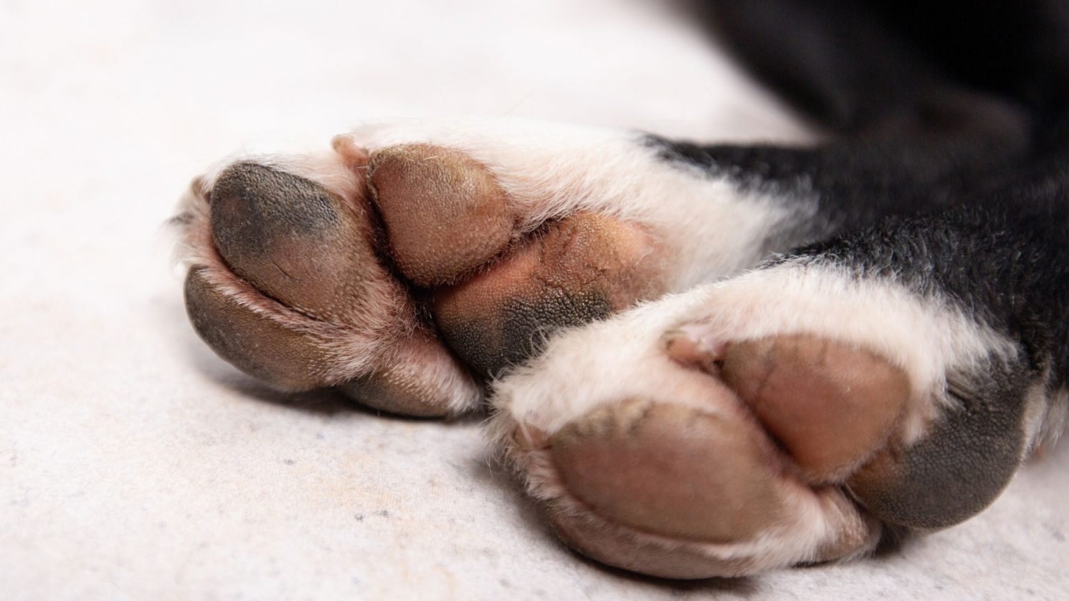 Dog's Paw Pads Turning Pink - Why Are My Dog's Paws Pink? - Walkies and ...
