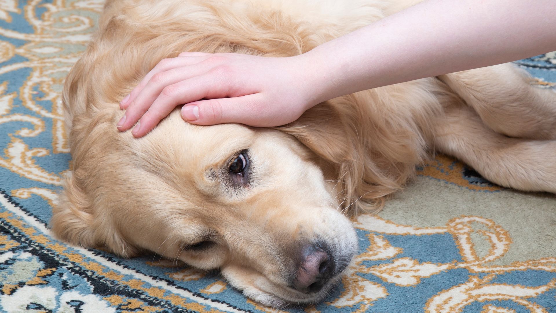 How To Tell If A Dog Has A Fever - Walkies and Whiskers