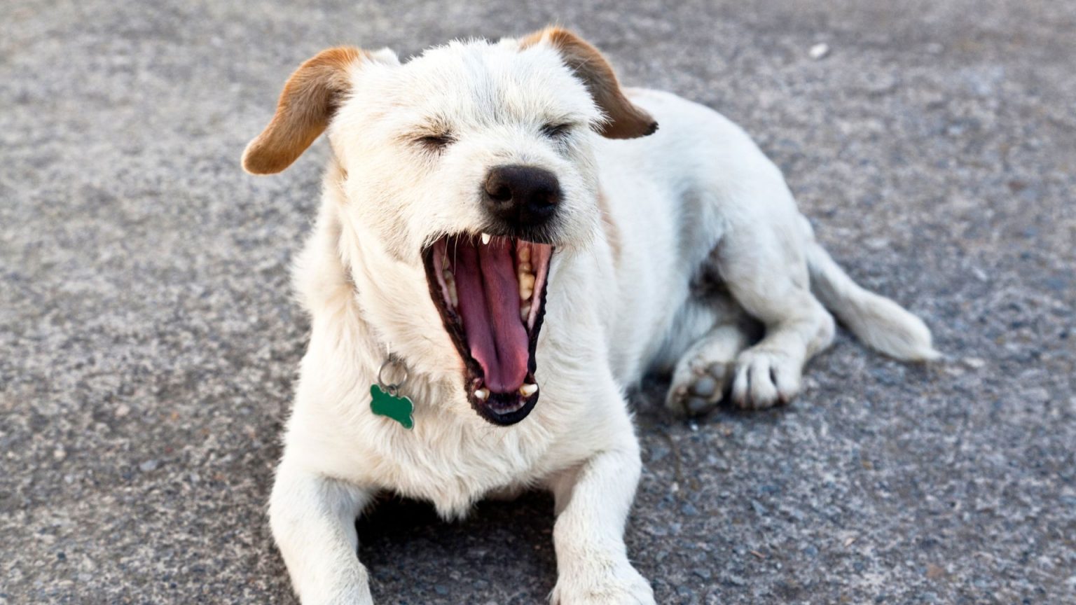 Why Is My Dog Coughing? - Walkies and Whiskers