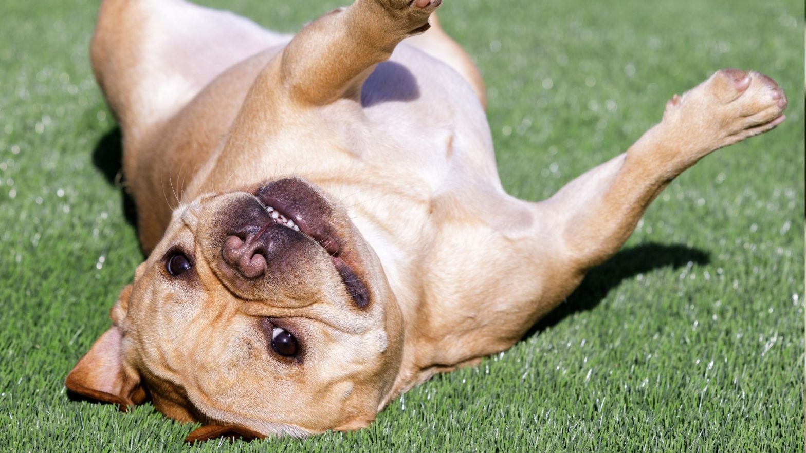 How To Teach A Dog To Roll Over - Walkies and Whiskers