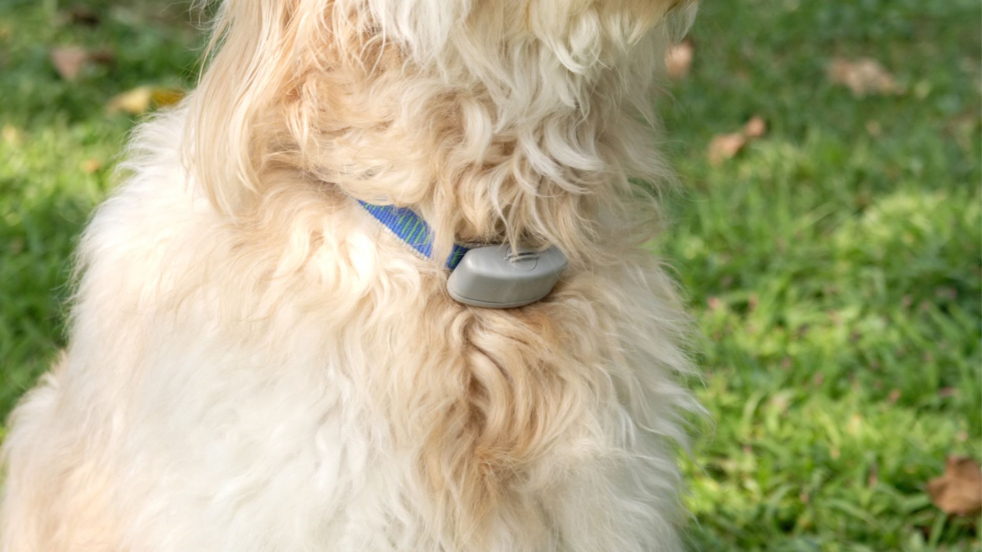 When is a Dog Old Enough for a Shock Collar? - Walkies and Whiskers