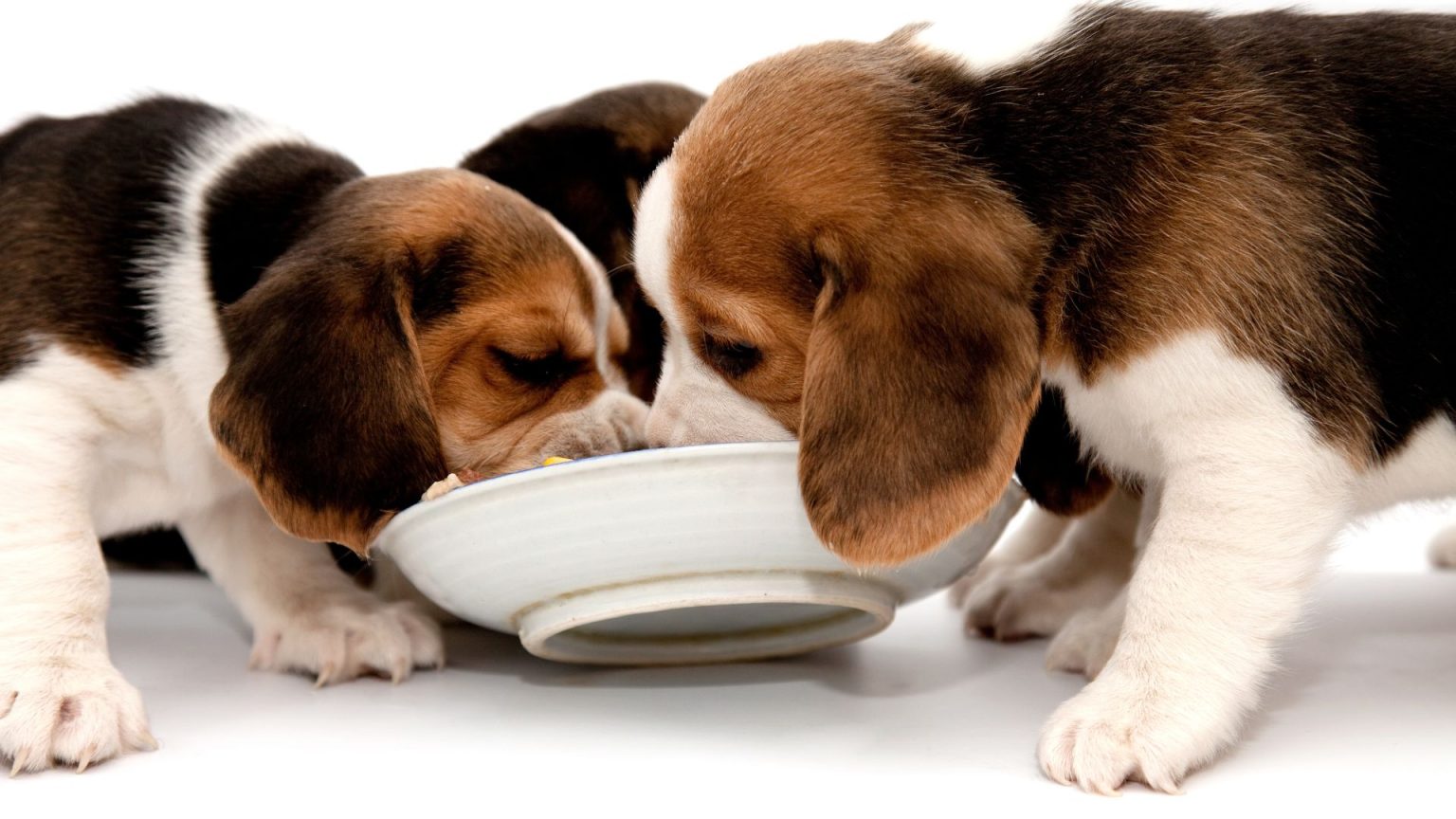 10 Vet-Approved Homemade Puppy Food Recipes - Walkies and Whiskers