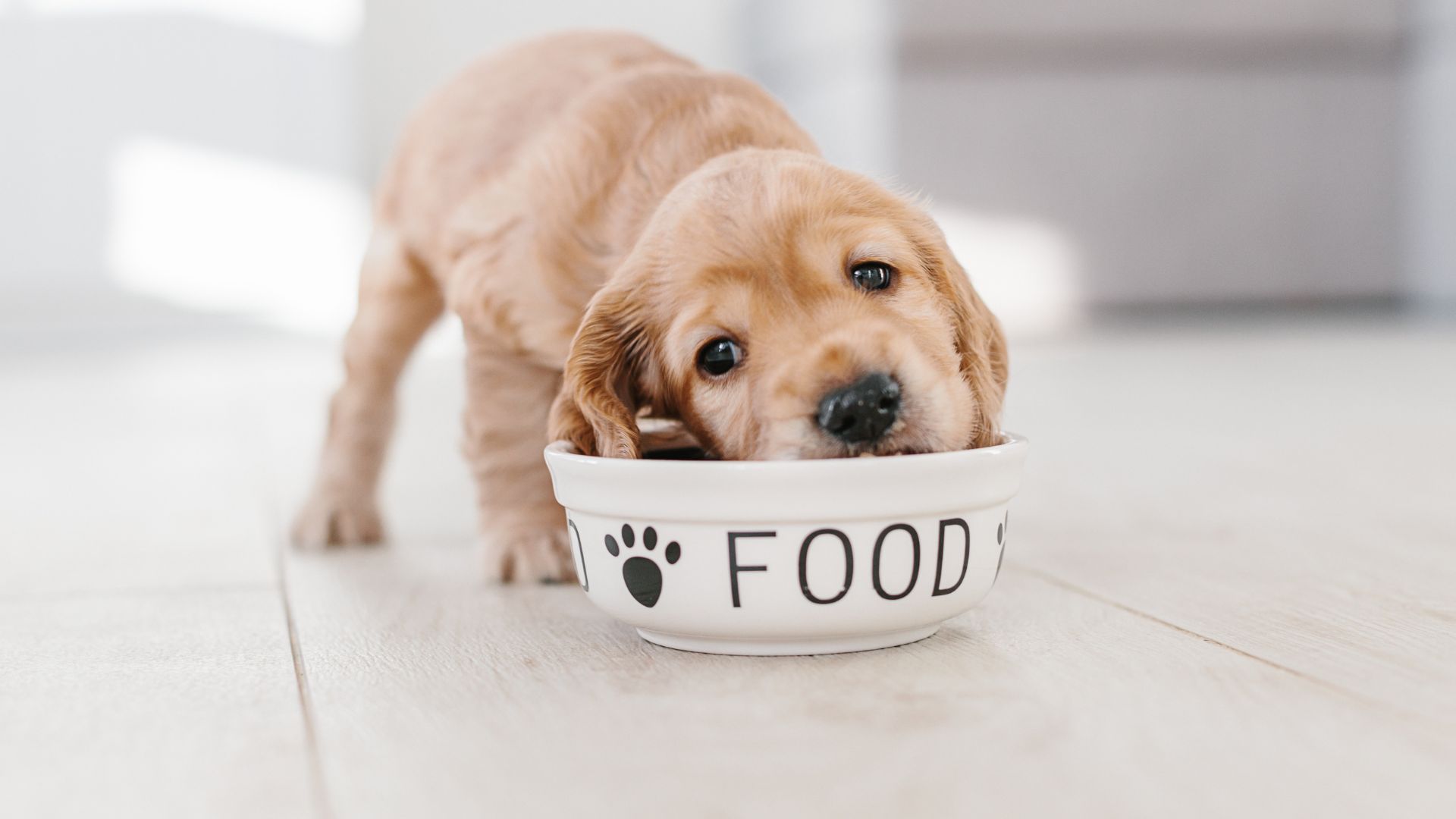 10 Vet-Approved Homemade Puppy Food Recipes - Walkies and Whiskers