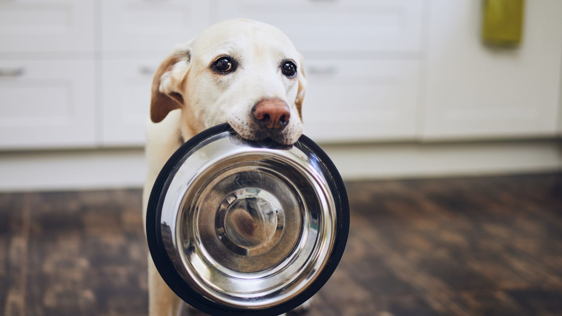 7 Homemade Crockpot Dog Food Recipes - Walkies and Whiskers