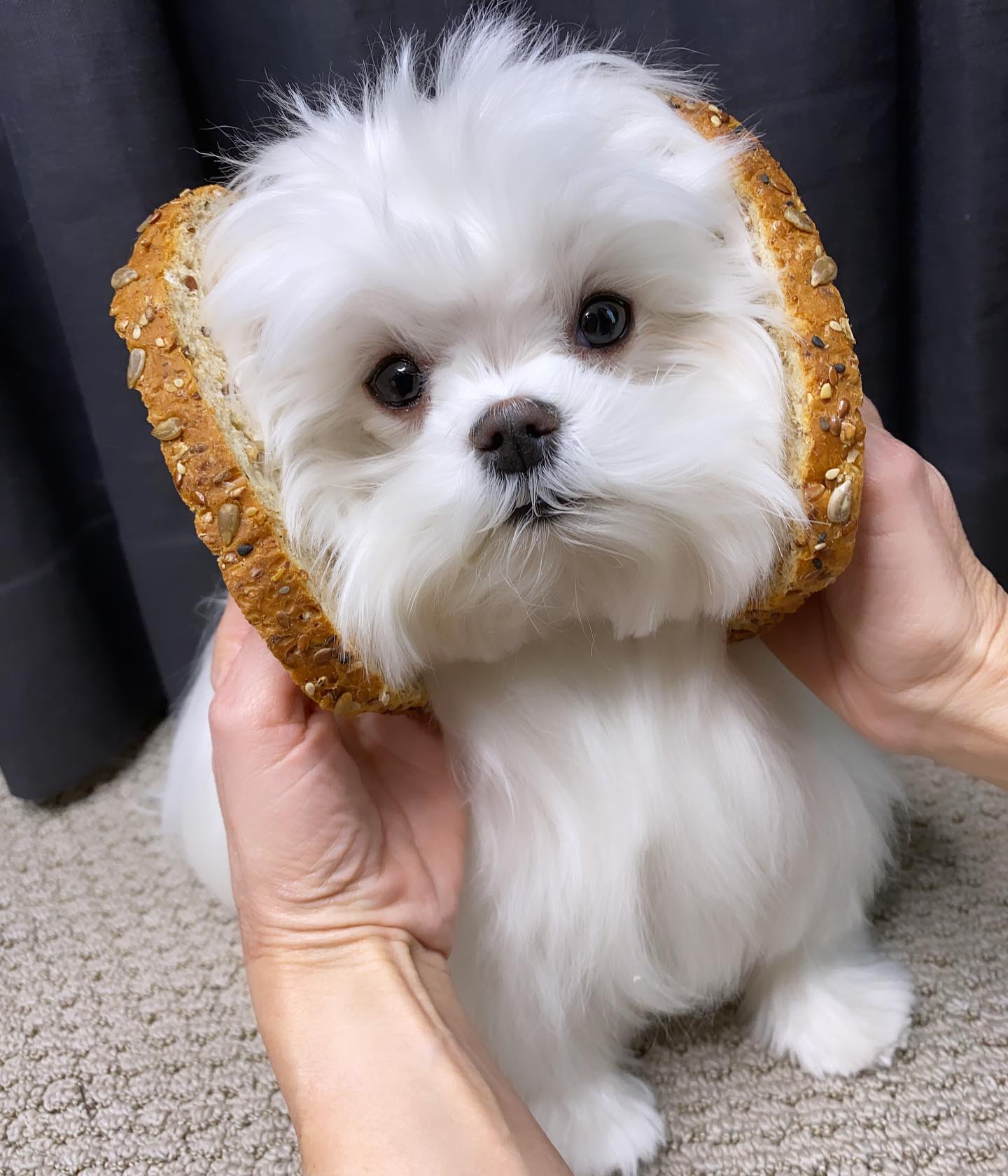 10 Vet-Approved Homemade Puppy Food Recipes - Walkies and Whiskers