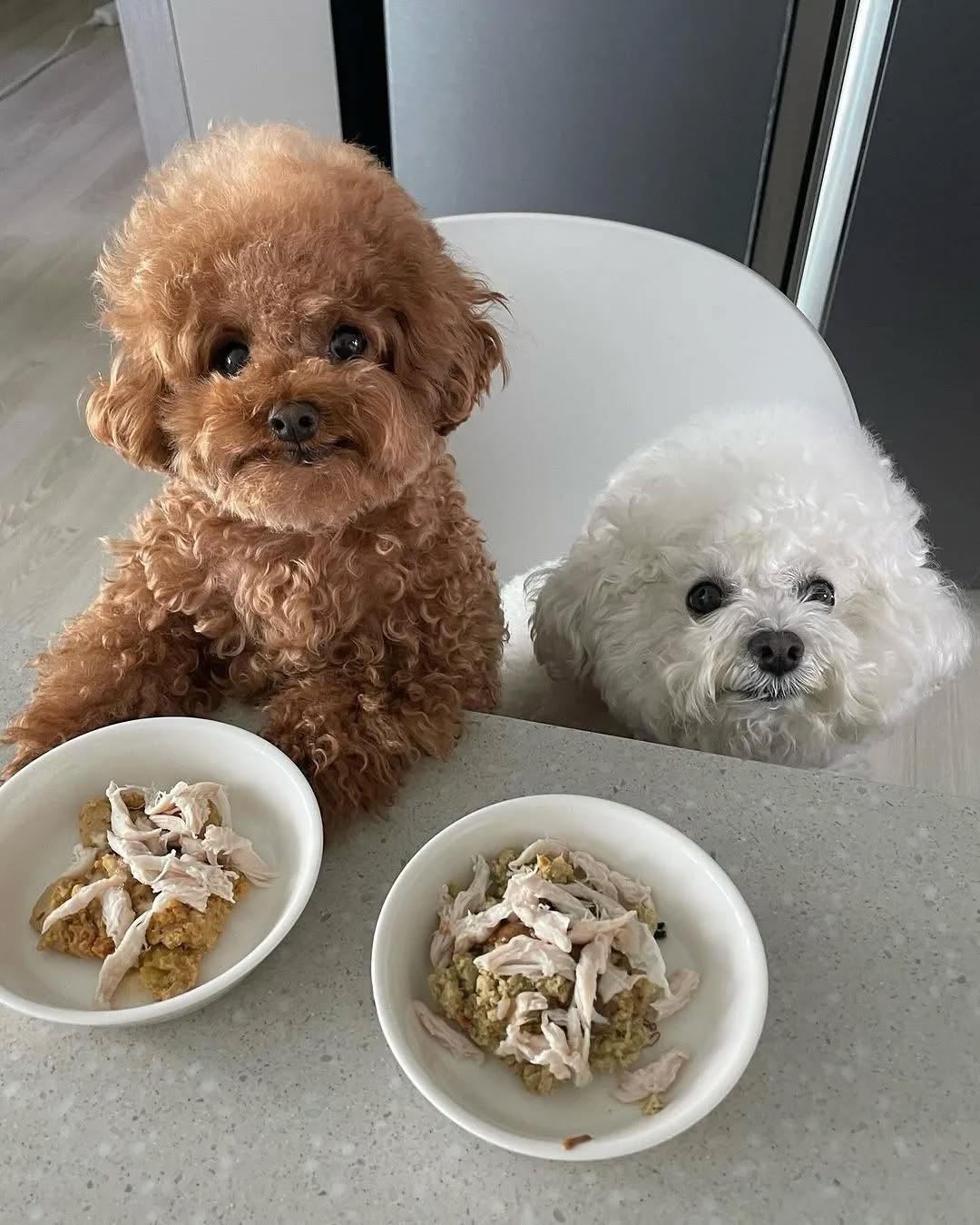 10 Vet-Approved Homemade Puppy Food Recipes - Walkies and Whiskers
