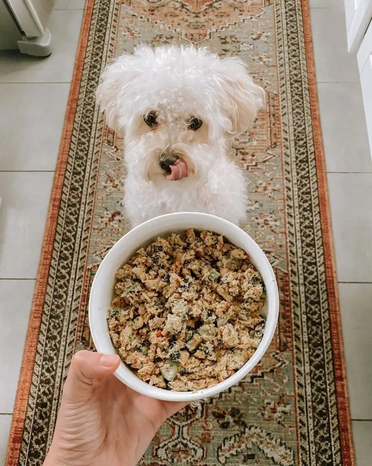 10 Vet-Approved Homemade Puppy Food Recipes - Walkies and Whiskers