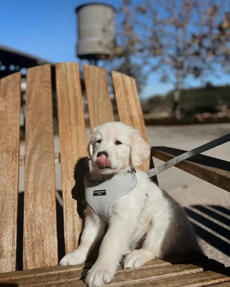 10 Vet-Approved Homemade Puppy Food Recipes - Walkies and Whiskers