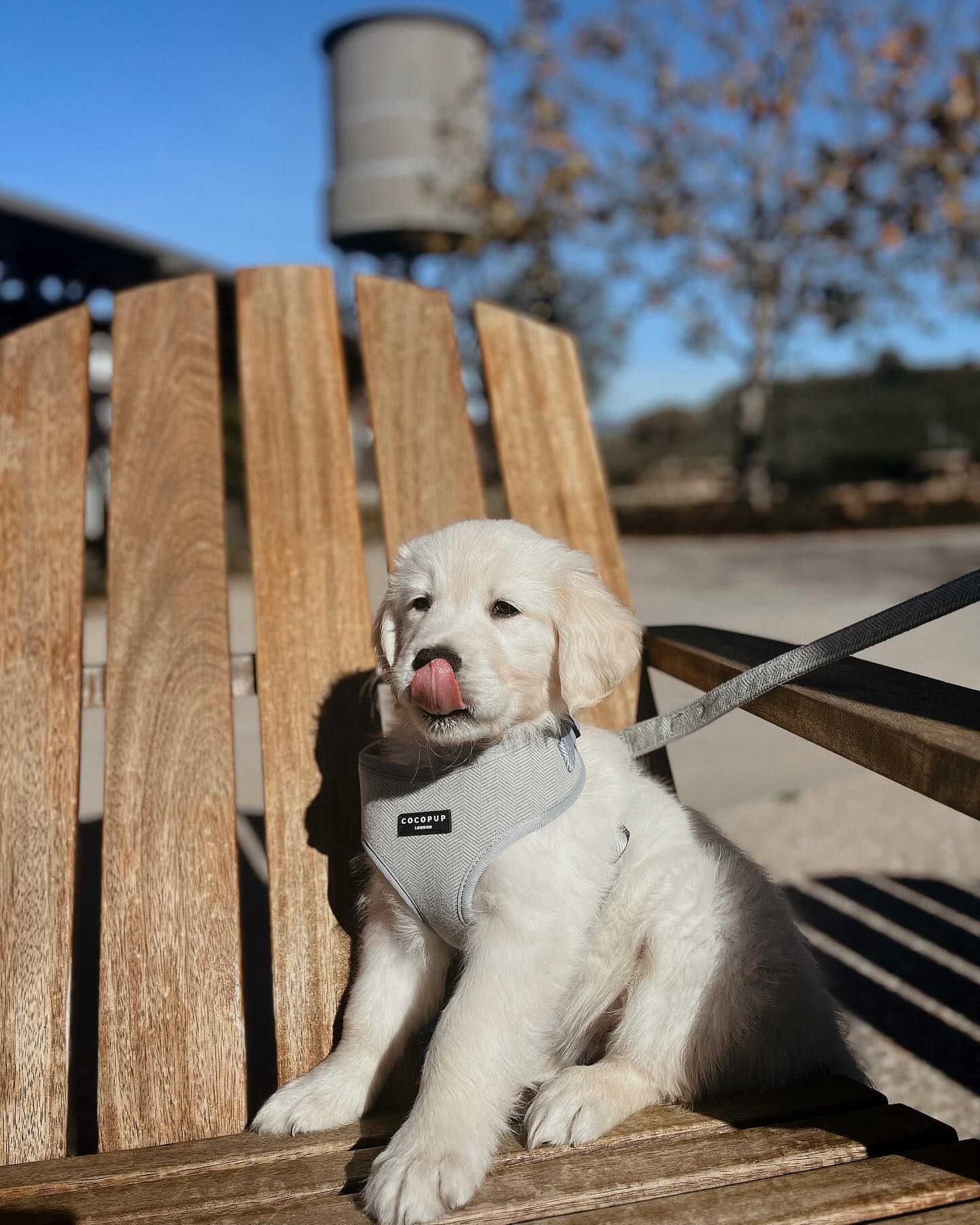 10 Vet-Approved Homemade Puppy Food Recipes - Walkies and Whiskers